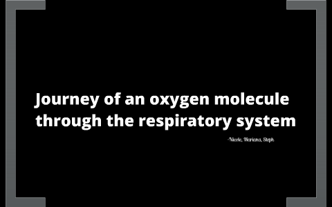 journey of an oxygen molecule through the respiratory system by ...