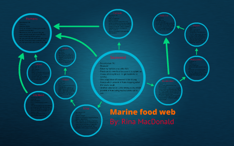 Marine food web by Rina MacDonald on Prezi