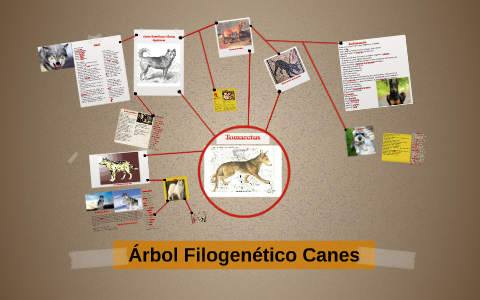 Tomarctus by Diego Jimenez on Prezi