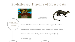 Domestic Cat Evolution Timeline by Anastasia K on Prezi Design