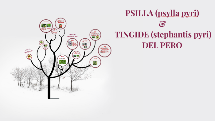 PSILLA (sylla pyri) by andrea mora on Prezi