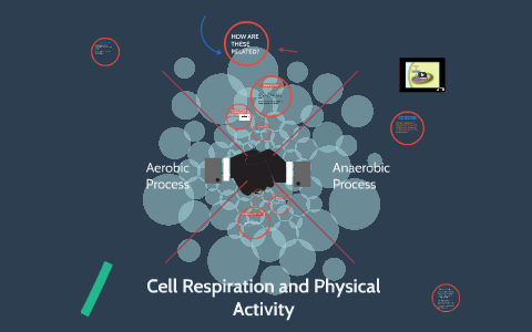 Cell Respiration and Physical Activity by Jared Dompreh on Prezi