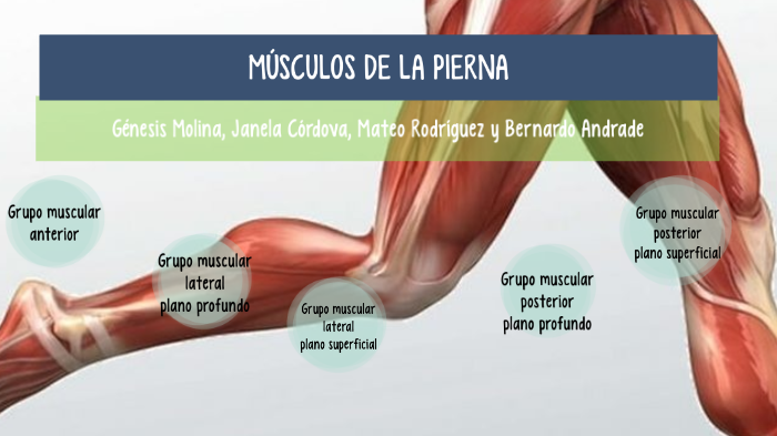 Músculos de la pierna by Gene Molina Andrade on Prezi