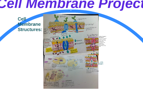 Cell Membrane Project by Teresa Haberstroh