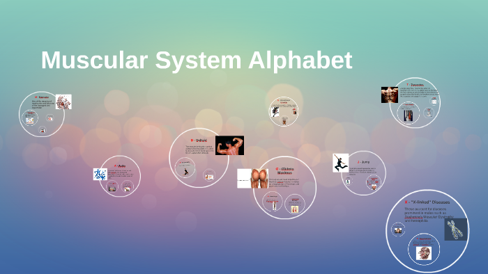 Muscular System Alphabet by Dylan Davis on Prezi