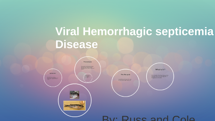 Viral Hemorrhagic septicemia Disease by Cole Turnquist on Prezi