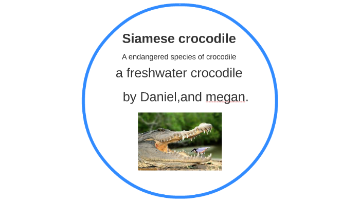 Siamese crocodile by daniel luchsinger on Prezi