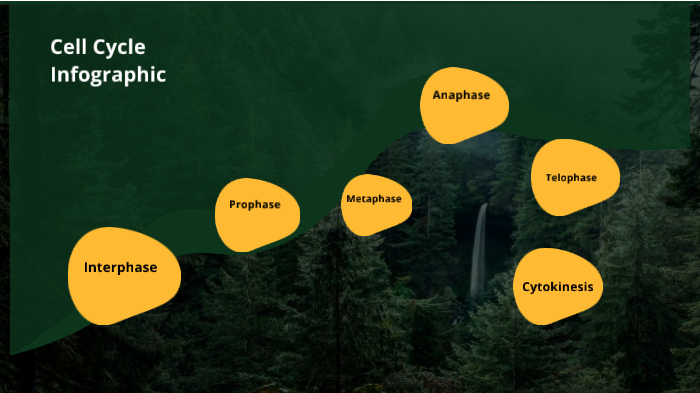 Mitosis Infographic by Harshil Khadia on Prezi