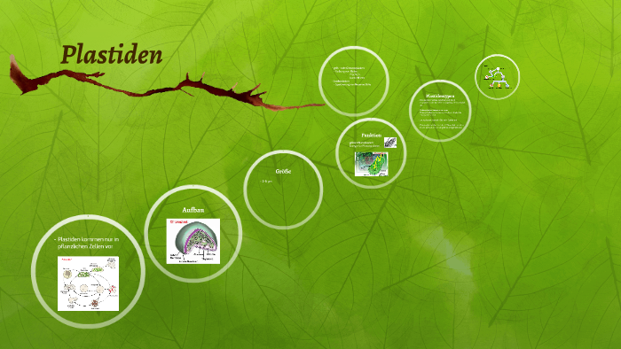 Plastiden by Le H. on Prezi