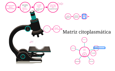 matriz citoplasmática by indra baez on Prezi