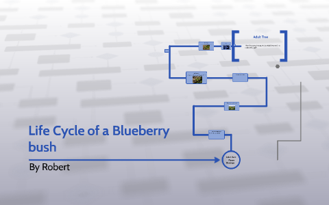 Life Cycle of a Blueberry by Red Class on Prezi