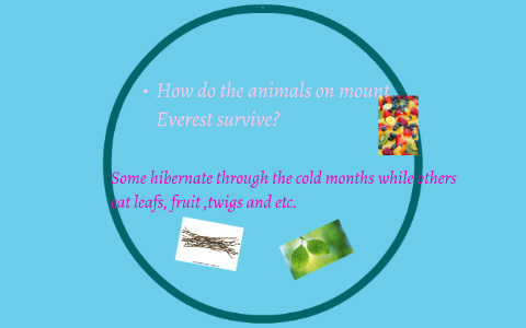How do the animals on mount Everest survive by Elsabeth Girma on Prezi