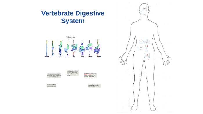 Vertebrate Digestive System by Rachel V on Prezi