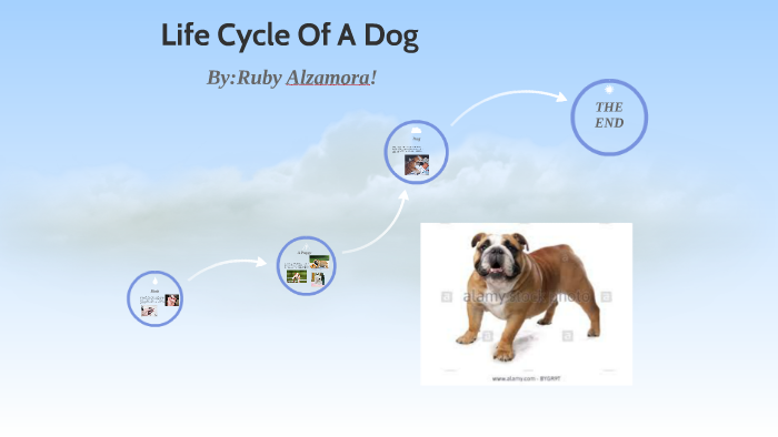 Life Cycle Of A Dog by Engrid Hermann on Prezi