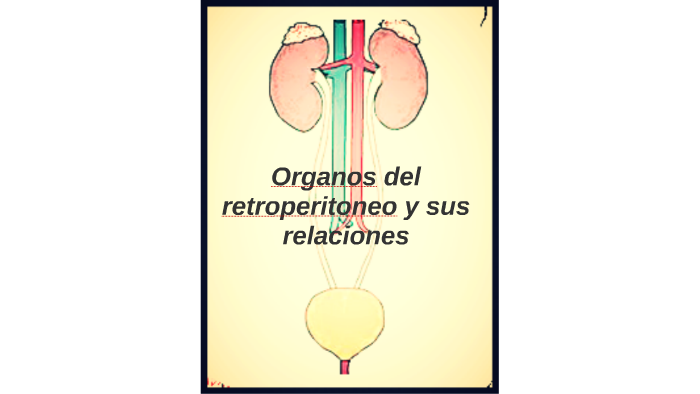 organos del retroperitoneo y sus relaciones by agustina pegazzano on Prezi