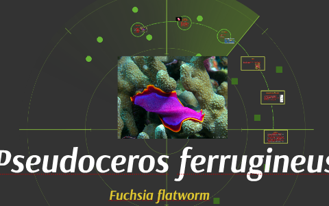 "INaturalist.org · Fuchsia Flatworm (Pseudoceros Ferrugineus by ...