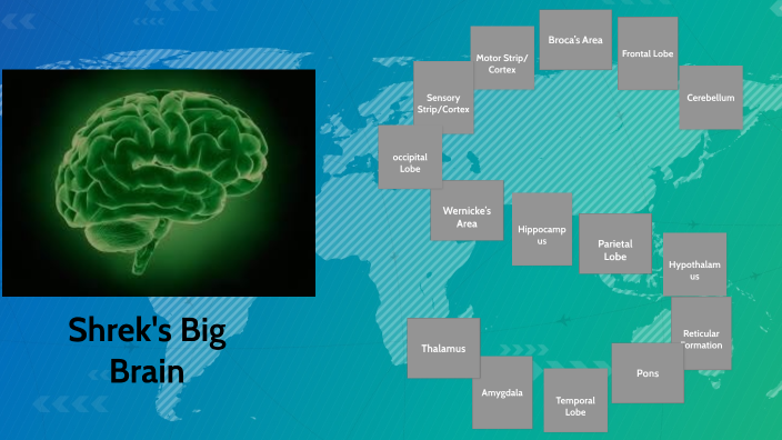 Shrek's Brain by Zach Devenport on Prezi
