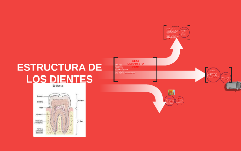 ESTRUCTURA DE LOS DIENTES by SANDY LEIVA on Prezi