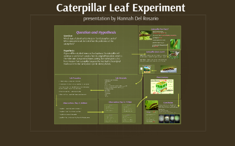 Caterpillar Leaf Experiment by Hannah Del Rosario on Prezi