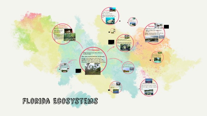 Florida Ecosystems by Jemma Sabokrouh on Prezi