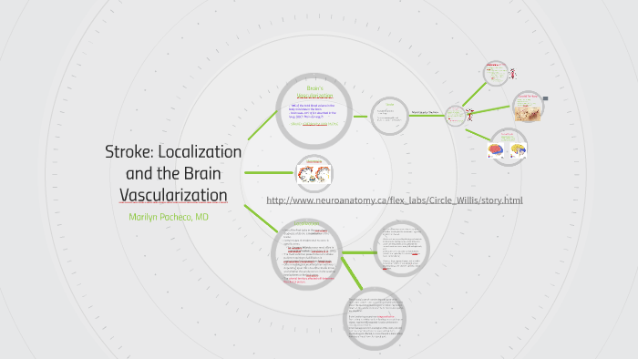Stroke: localization and vascular supply by Marilyn Pacheco on Prezi