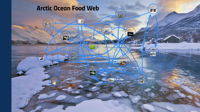 Arctic Ocean Food Web by Lia K on Prezi