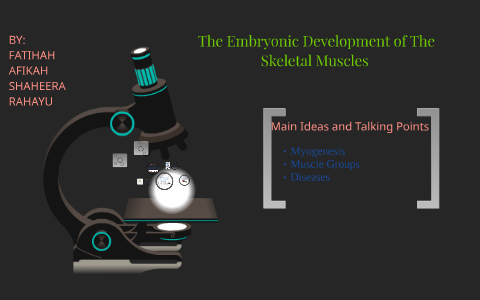 The Embryonic Development of The Skeletal Muscles by FATIHAH MAHMOOD on ...