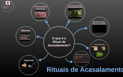 Rituais de Acasalamento by Micaela Gonçalves Vila Nova on Prezi