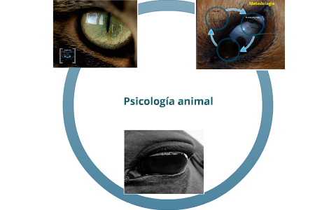 Psicología animal by maria rodriguez on Prezi