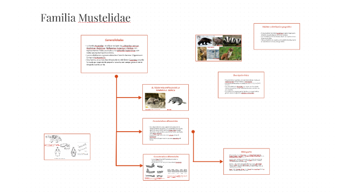 Familia Mustelidae by kathryn loeber on Prezi