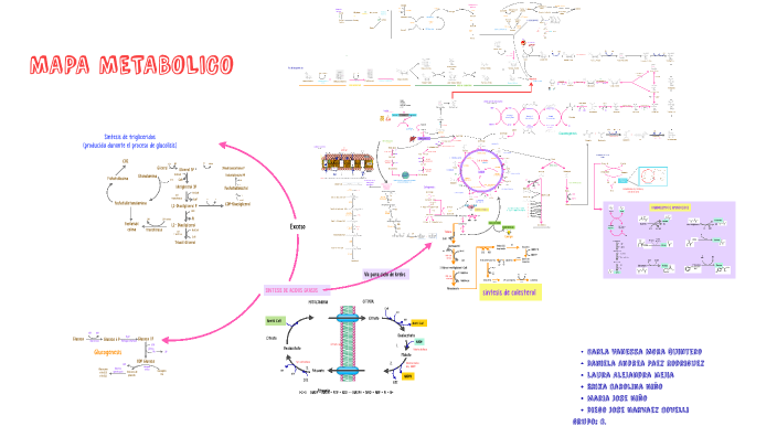 MAPA METABOLICO by Daniela Paez on Prezi