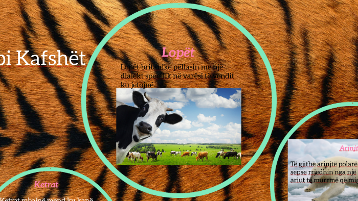 Kuriozitete Mbi Kafshët by Ersild Sherja on Prezi