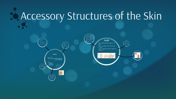 Accessory Structures of the Skin by Abby Hodgdon on Prezi