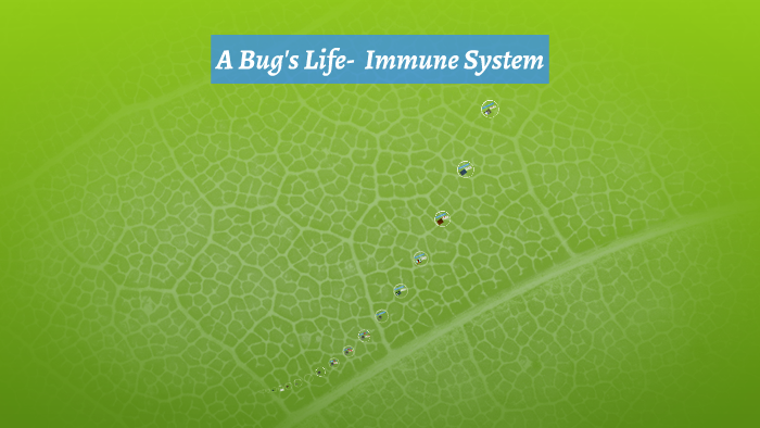 A Bug's Life- Immune System by Haillie Bonner