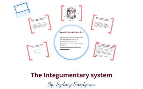 Integumentary system by Sydney Snodgras on Prezi