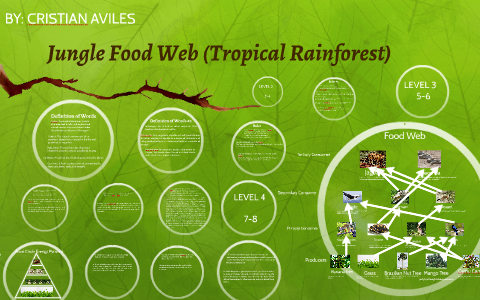 Jungle food Web by Cristian Aviles on Prezi