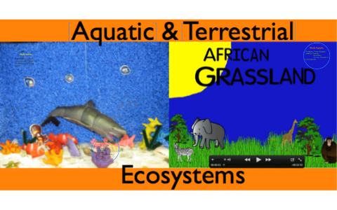 Aquatic and Terrestrial Ecosystems by claire woodard on Prezi