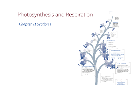 Photosynthesis and Respiration by Alexis Guillory on Prezi