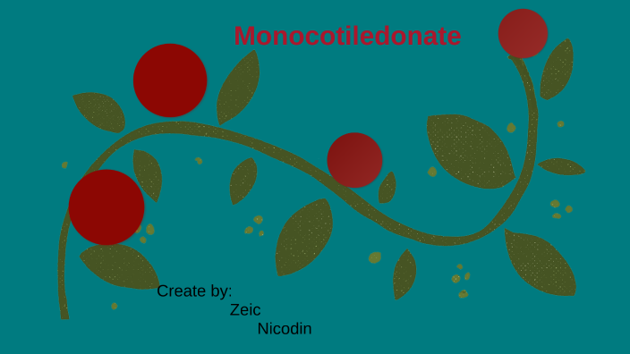 Monocotiledonate by Zeic Nicoidin on Prezi