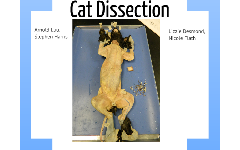 Cat Dissection by Nicole Flath on Prezi