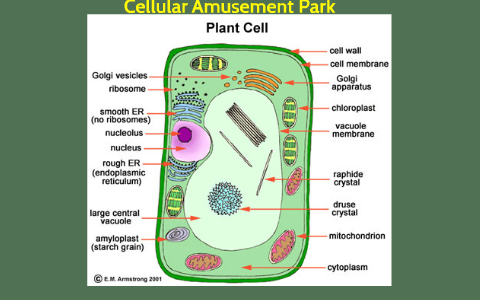 Cellular Amusement Park by Colin McCurdy on Prezi