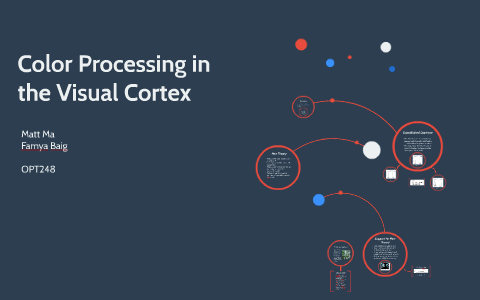 Color Processing in the Cortex by Matt Ma on Prezi