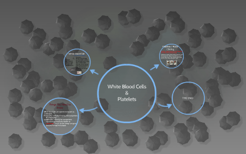 White Blood Cells by lily herrmann on Prezi
