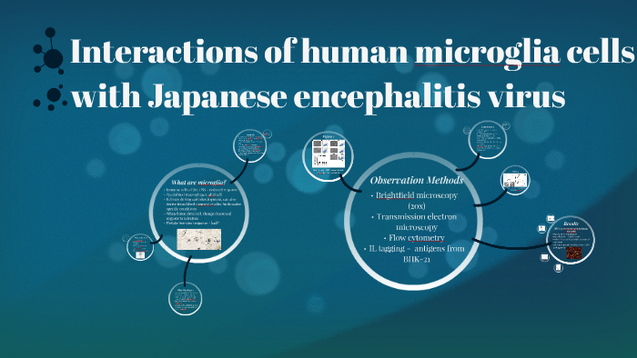 Interactions of human microglia cells with Japanese encephal by ...