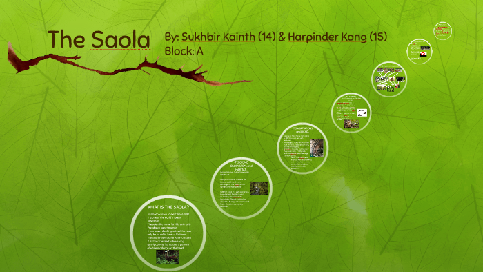The Saola by sukhbir kainth on Prezi