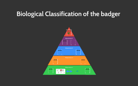Biological Classification of the badger by Zakaria Faid on Prezi