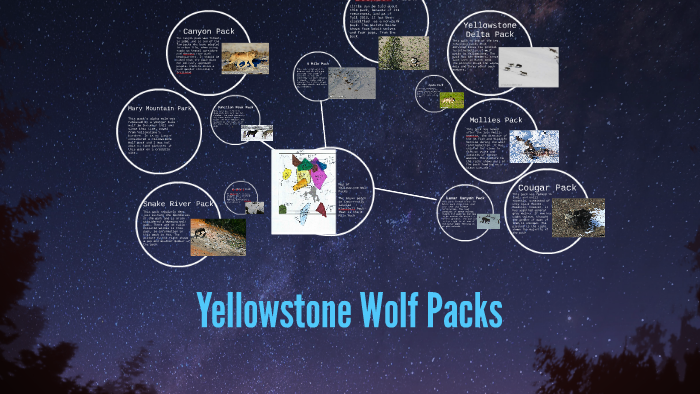 Yellowstone Wolf Packs by on Prezi