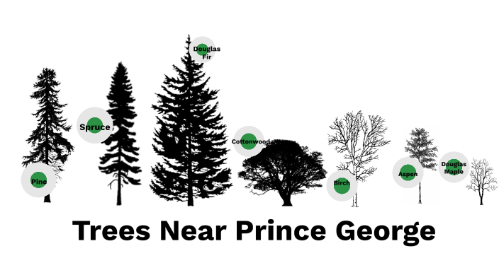 Prince George Trees by nicholas hadfield on Prezi
