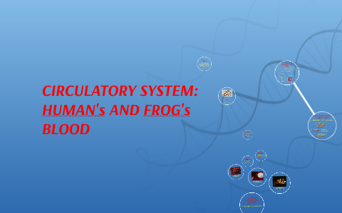 CIRCULATORY SYSTEM: HUMAN's AND FROG's BLOOD by on Prezi