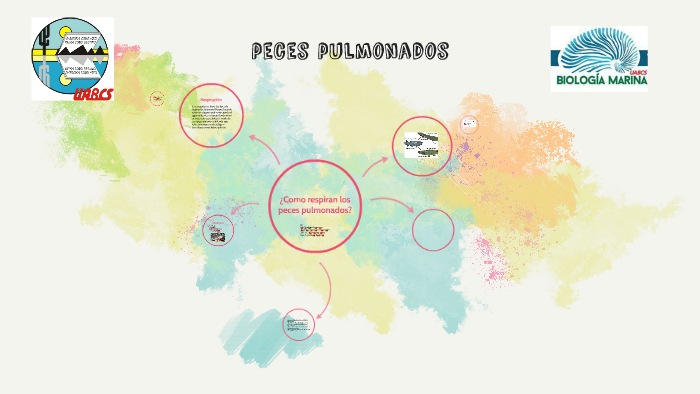 peces pulmonados by jorge guapillo duran on Prezi